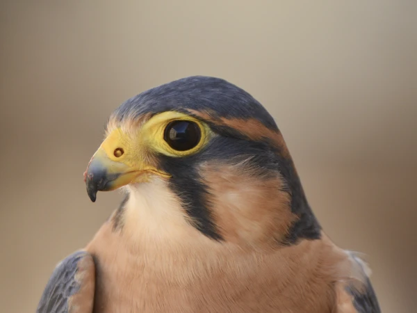 Falco femoralis septentrionalis (Northern Aplomado Falcon) | Arizona ...