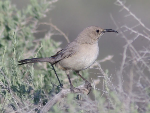 Toxostoma lecontei (LeConte's Thrasher) | Arizona Wildlife Conservation ...
