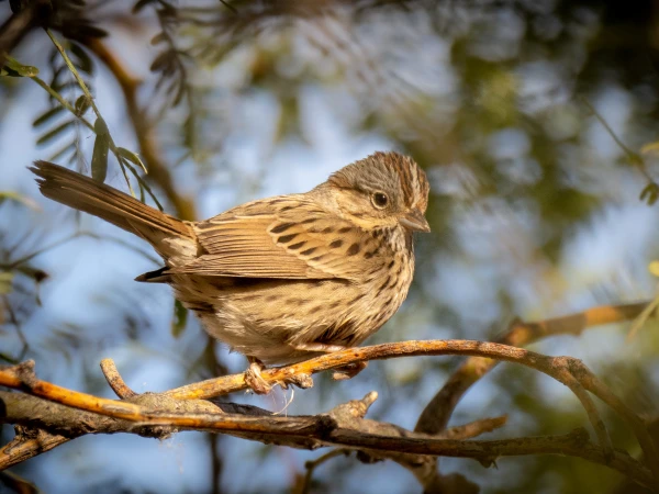 Melospiza lincolnii (Lincoln's Sparrow) | Arizona Wildlife Conservation ...