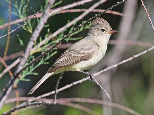 Camptostoma imberbe (Northern Beardless-Tyrannulet) | Arizona Wildlife ...