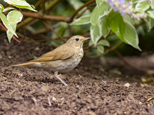 Catharus ustulatus (Swainson's Thrush) | Arizona Wildlife Conservation ...