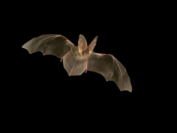 Idionycteris phyllotis (Allen's Lappet-browed Bat) | Arizona Wildlife ...