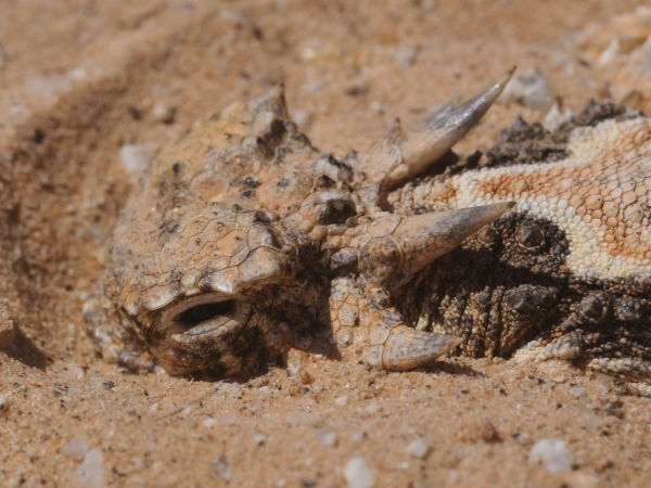 Phrynosoma goodei (Goode's Horned Lizard) | Arizona Wildlife ...