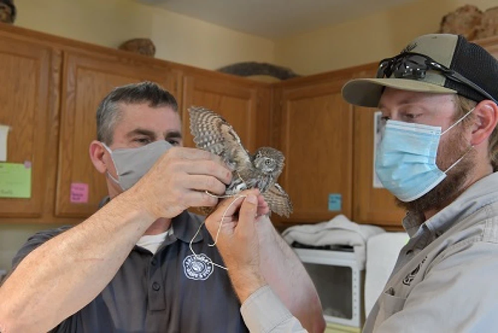 Cactus Ferruginous Pygmy-Owls: Captive Breeding and Reintroduction ...