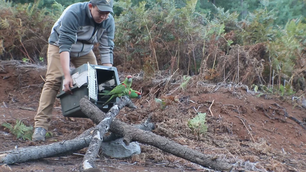 Southern Wings: AZGFD and International Conservation | Arizona Wildlife ...